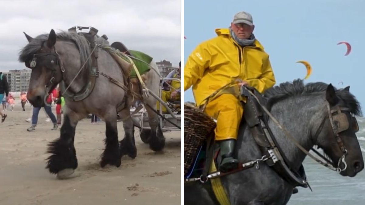 Massive Draft Horse Braves The Waves For Shrimp Fisherman – InspireMore