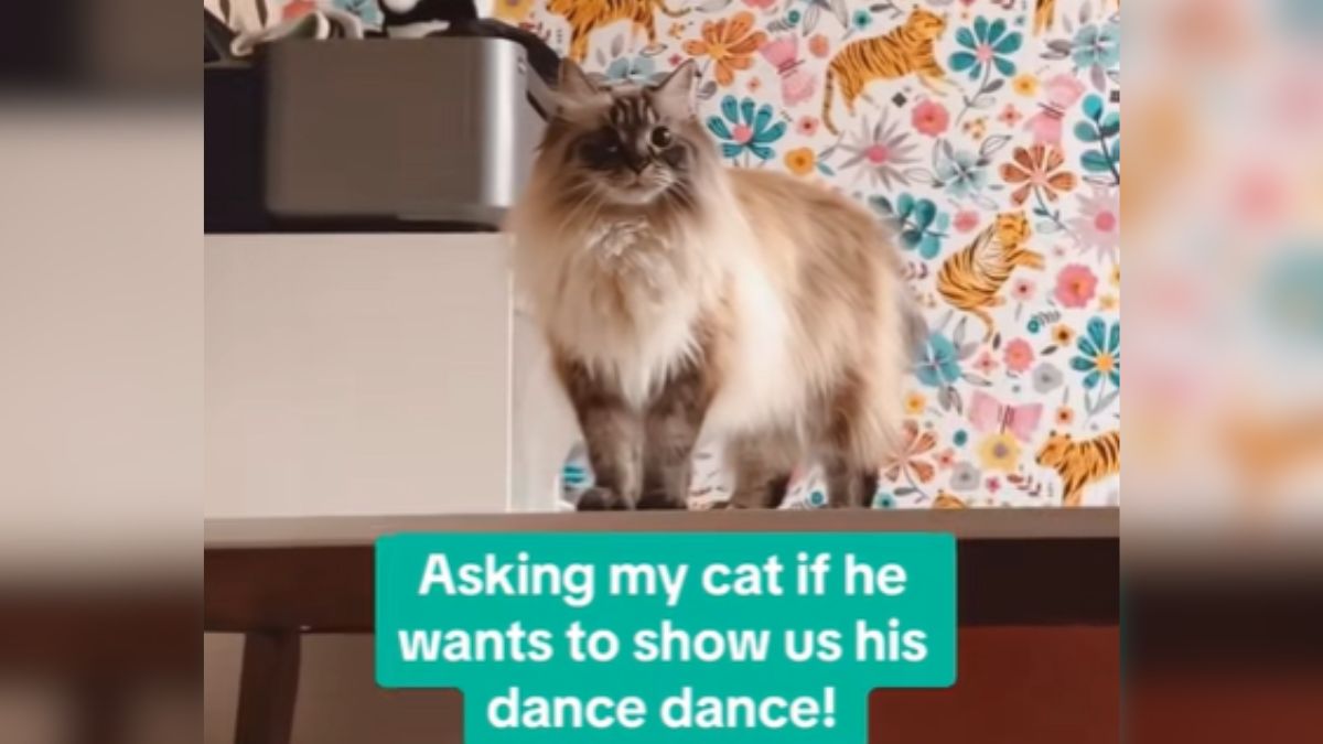 "Asking My Cat If He Wants To Show Us His Dance Dance"