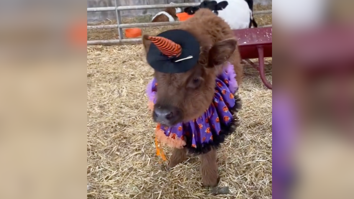 Cows In Their Very Best Halloween Costumes Will Make You Smile ...