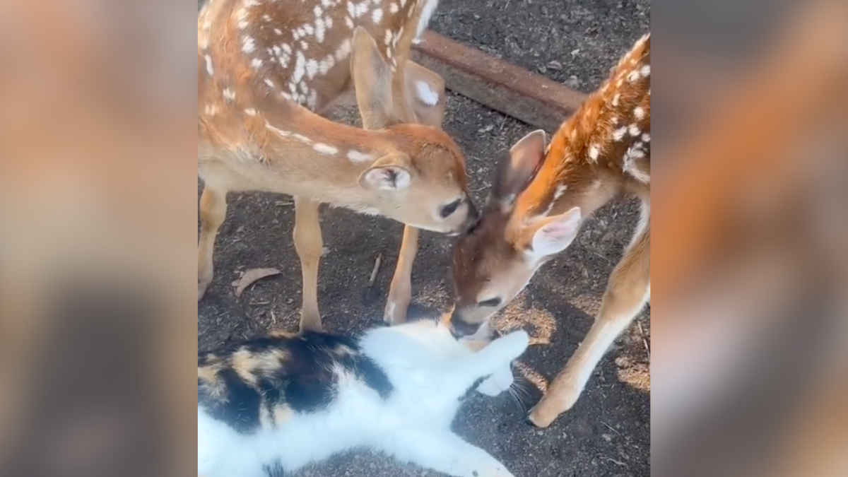 Fawns Bombard Friendly Cat With Love & Kisses – InspireMore
