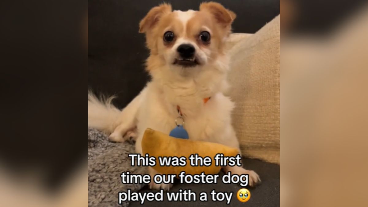 Precious: "The First Time Our Foster Dog Played With A Toy"