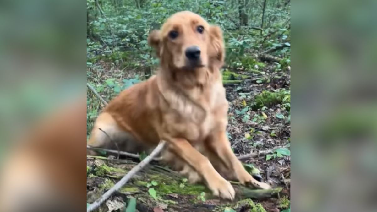 Golden Retriever Can't Stop Squealing During Reunion With Mom