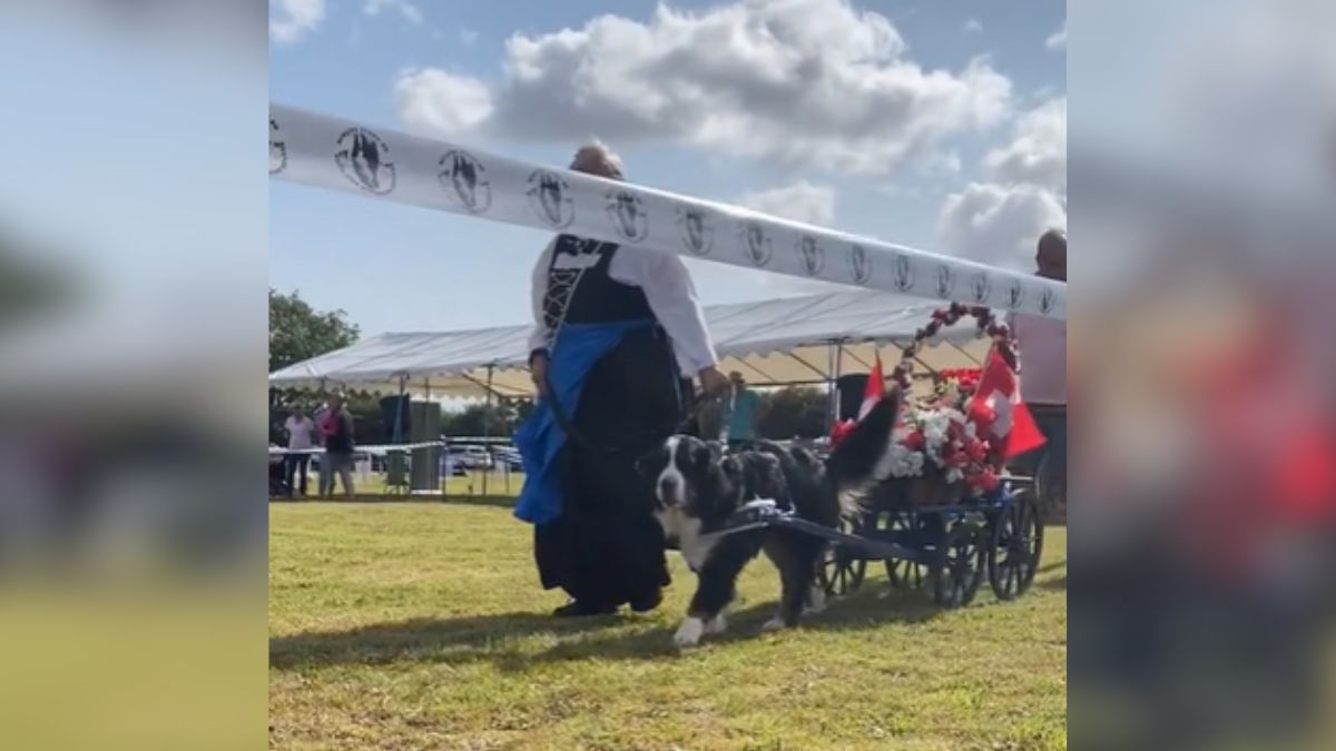 Parade Of Bernese Mountain Dogs Pull Carts In Traditional Event