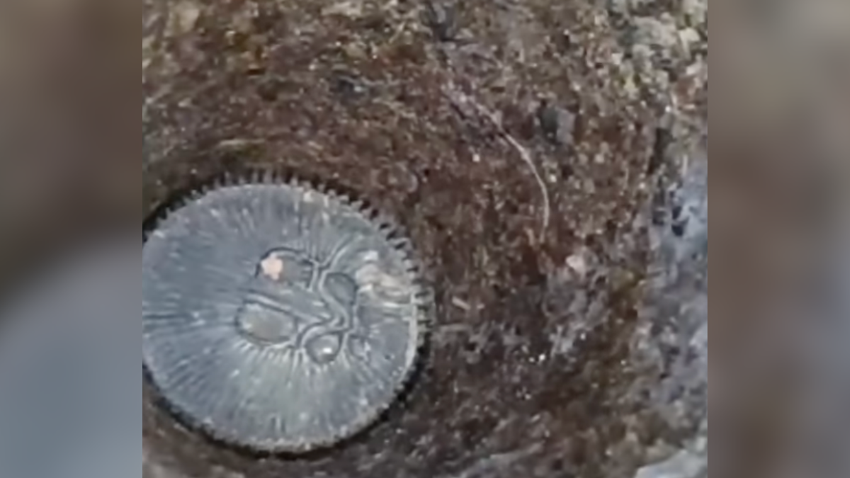 Unusual-Looking Spider Resembles This Popular Dessert – InspireMore