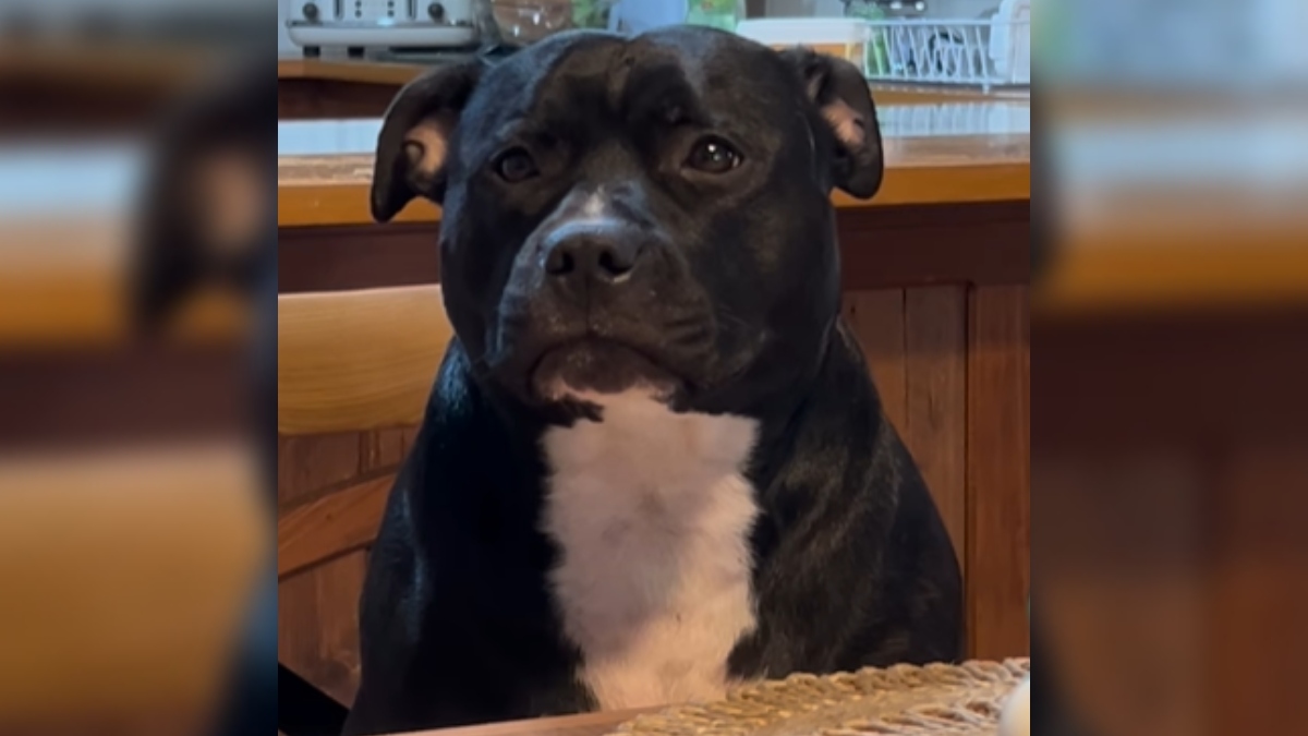 Staffy Throws Cute Fit When Mom Has Coffee Before Feeding Her – InspireMore