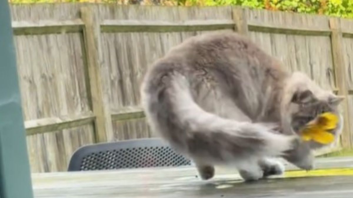 Man Catches Moment Goofy Cat Realizes A Leaf Is Stuck To Its Tail ...