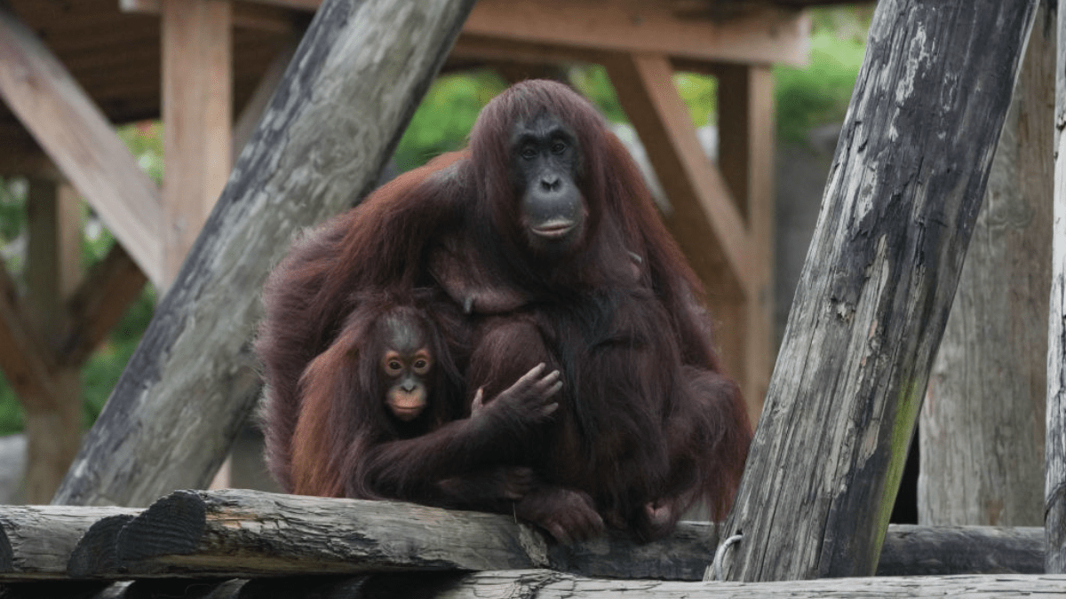 A "Ride-Out" Team Braved Hurricane Milton At Tampa Zoo Safe