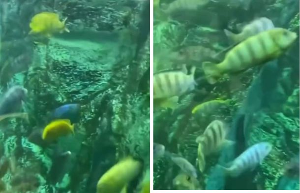 This Underwater Toilet Is Making A Splash In The Best Way! – InspireMore