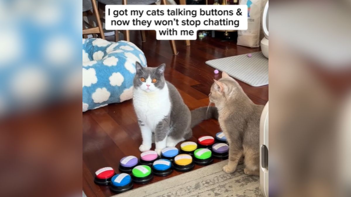 "I Got My Cats Talking Buttons & Now They Won't Stop Chatting..."