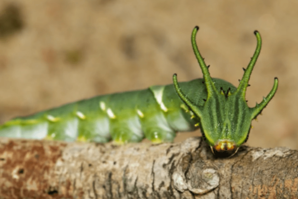 Clip Shows Off The Unusually Beautiful Dragon-Headed Caterpillar ...