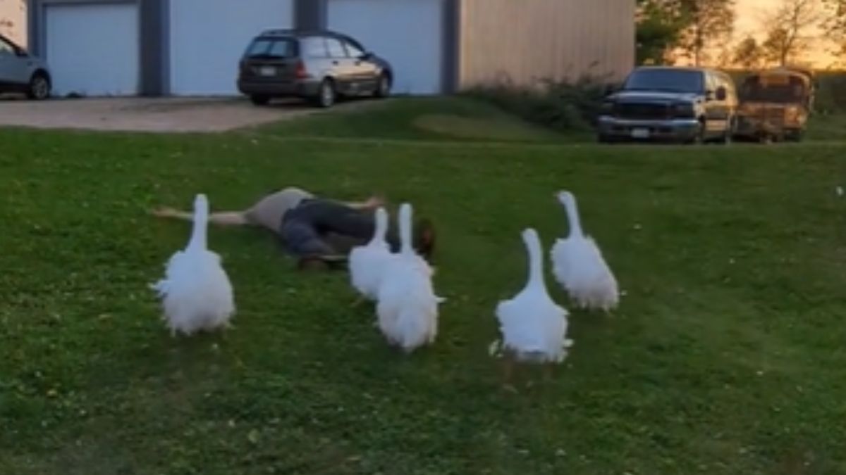 Husband Pretends To Faint To See How His Geese React