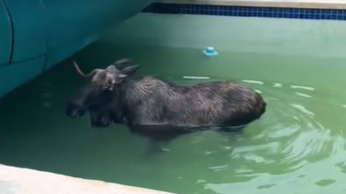 Firemen Rescue Moose Trapped In Backyard Swimming Pool – InspireMore