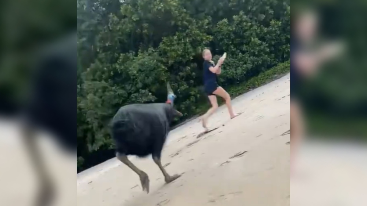 Cassowary Chases Woman Across Beach In Surprisingly Silly Clip ...