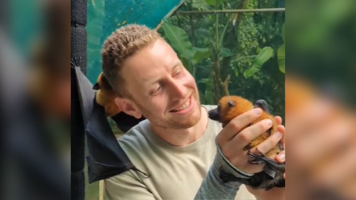 Flying Foxes Cuddle With Conservationist In Cutest Vid!
