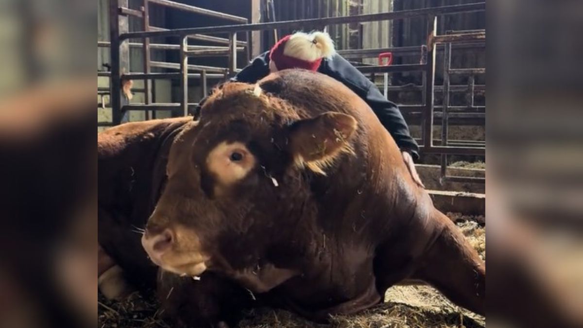 Cuddle Attack: Massive Bull Gets Cuddles From His Human Mum – InspireMore