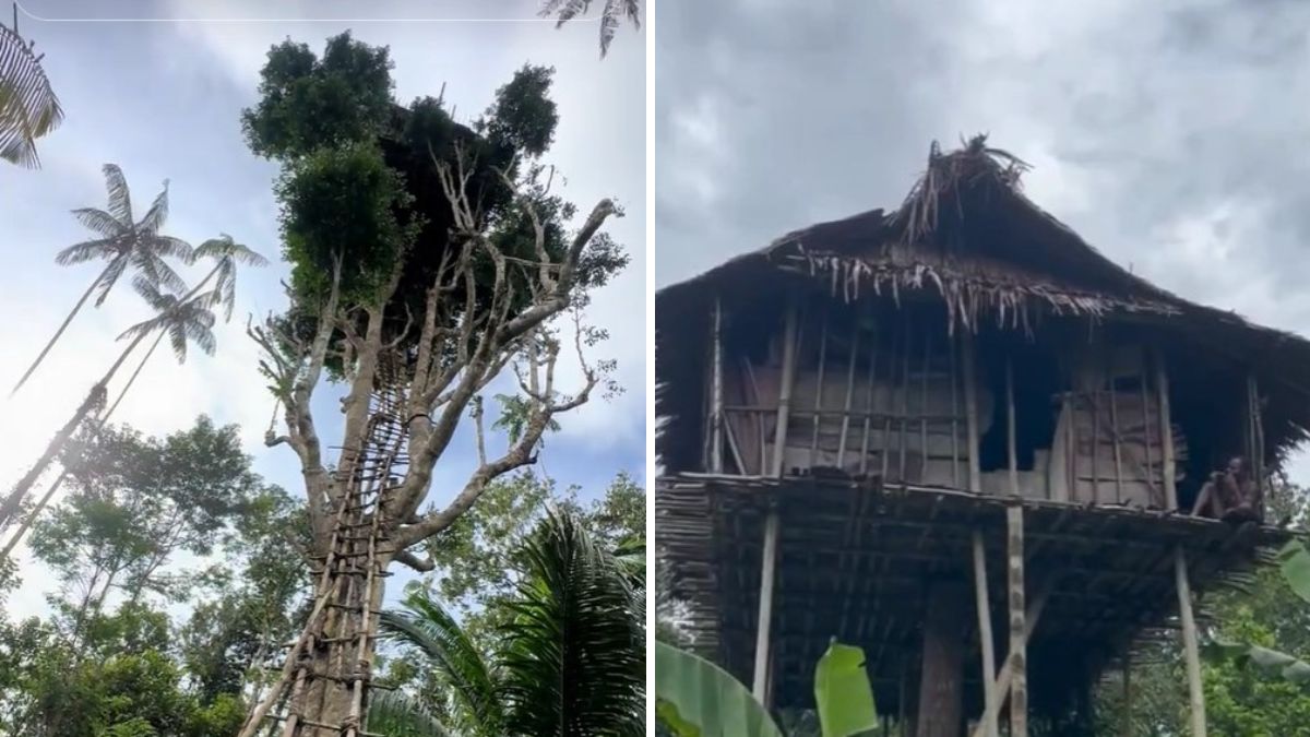 Clip Captures Massive Tree House Built By Indonesian Tribe – InspireMore