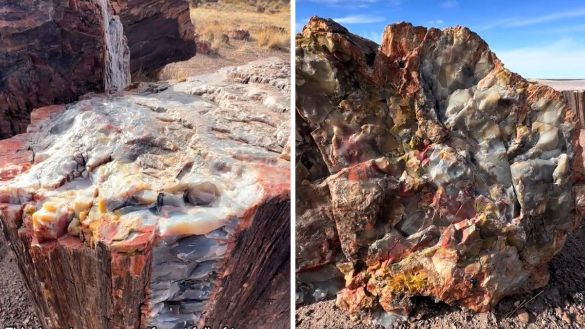 Look At 225 Million-Year-Old Wood In Petrified Forest National Park ...