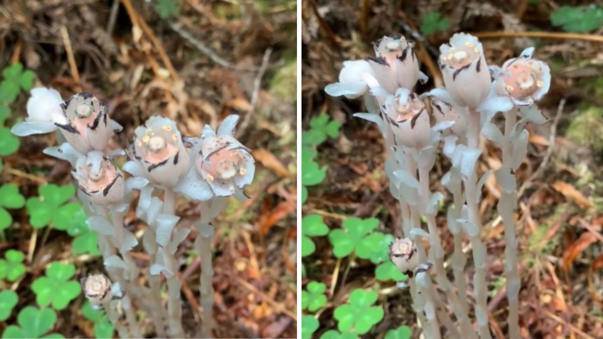 Strange & Unusual Wildflowers: Redwood Forest Holds Surprises – InspireMore