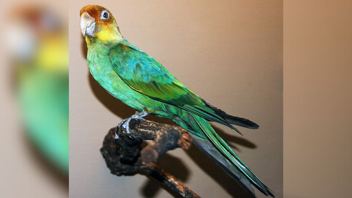 Sassy Parrot Has Perfect Reaction To Adorable Little Toy Chicken ...