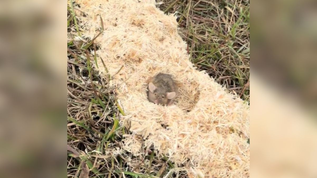 Pet Mouse Dumped On Christmas Falls Into The Perfect Hands