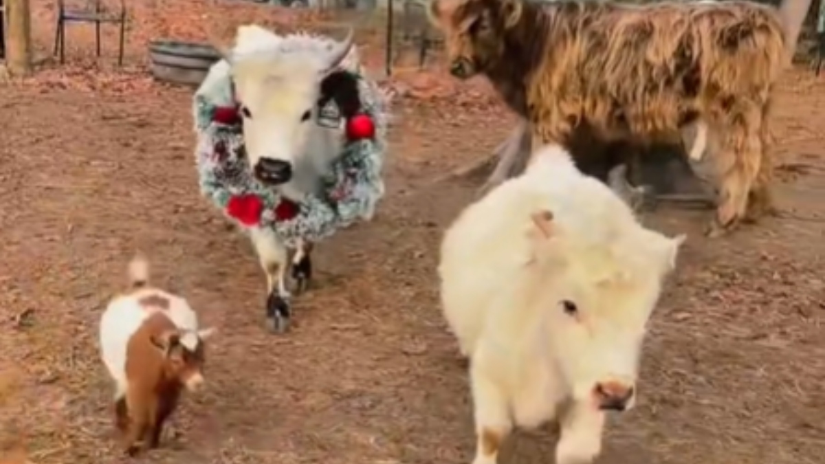 Cows Prepare For a Moo-ry Christmas In Adorable Farm Footage – InspireMore