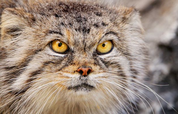 Newly Discovered Fossil In China Is Tiny Extinct Feline Species ...