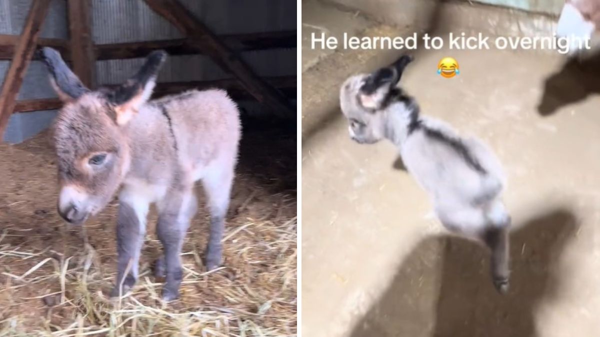 Sassy Baby Mini Donkey Learns To Kick In Adorable Clip – InspireMore