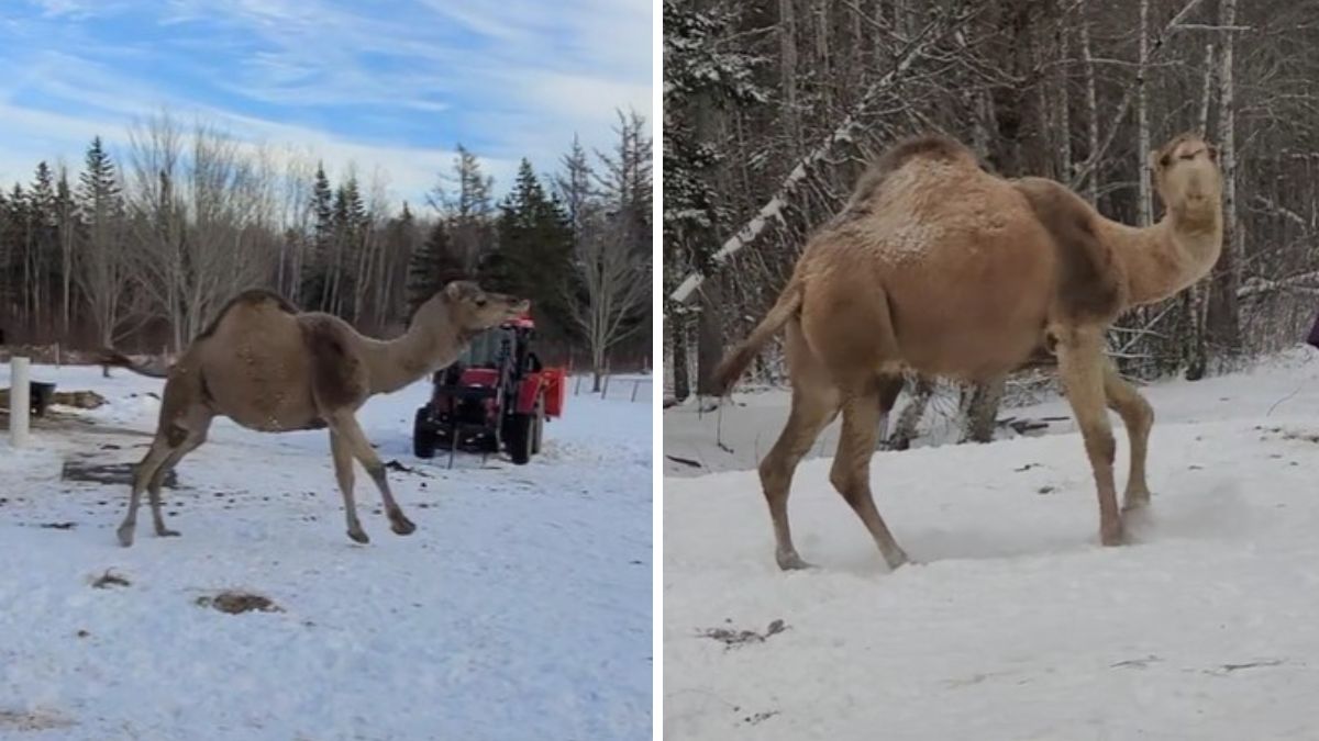 Massive Camel Frolics Like A Puppy While Playing In The Snow – InspireMore