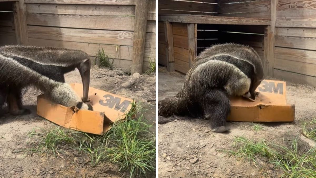 Giant Anteater Joyfully Destroys Cardboard Box In Silly Clip – InspireMore