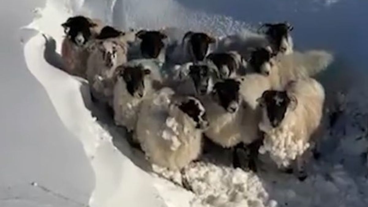 Farmers Dig Out Sheep Trapped Beneath Several Feet Of Snow – InspireMore