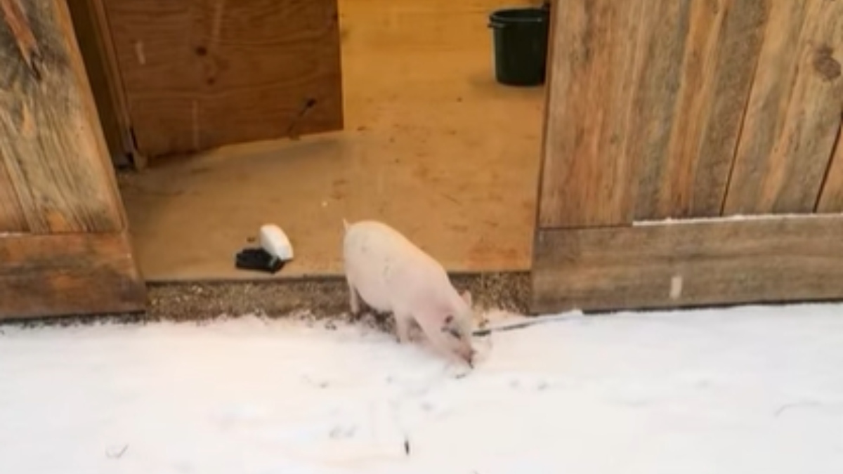 Adorable: Little Pig Sees Snow For The First Time – InspireMore