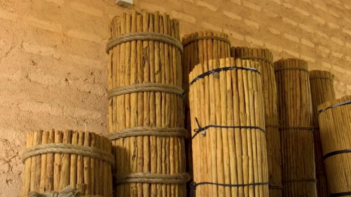 Mesmerizing: Have You Ever Seen How Cinnamon Is Harvested? – InspireMore