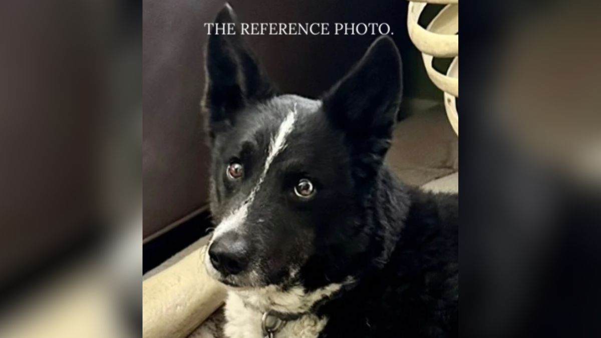 Roommate Creates Stained Glass Rendering Of Friend's Late Dog