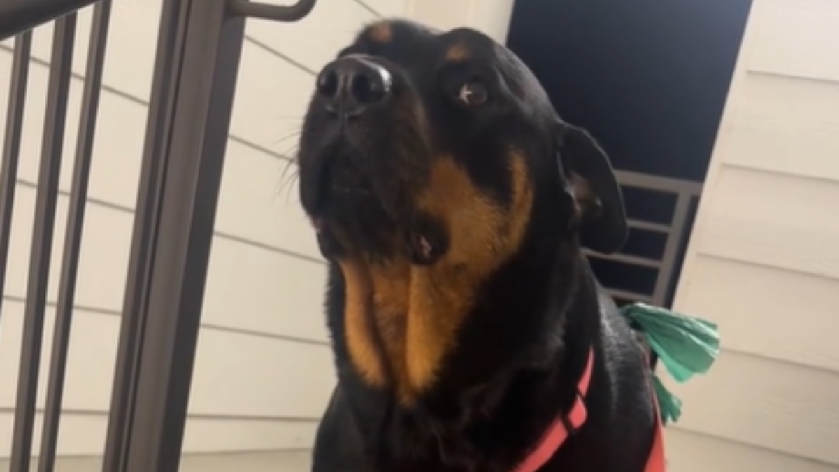 Dog Appalled By Lack Of Elevator Refuses To Walk Down Stairs – InspireMore