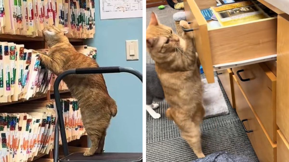 "When You're So Short Staffed You Put The Office Cat To Work ...