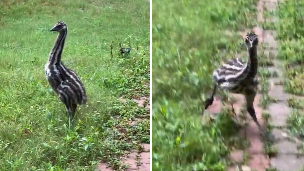 Baby Emu's Awkward Zoomies Are As Cute As Can Be – InspireMore