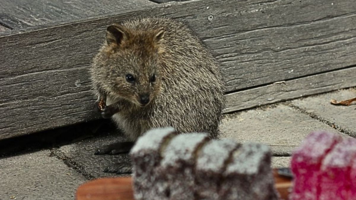 Bakery Posts Signs Warning Away Curious Quokkas... – InspireMore