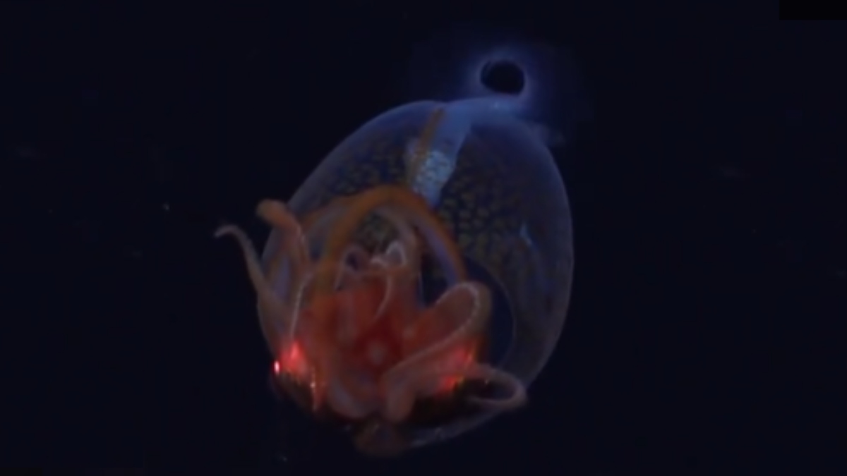 Colossal Squid Caught On Film For First Time In Human History ...