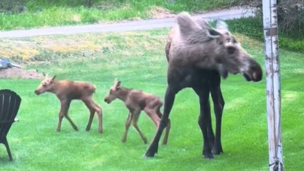 Too Cute: Pair Of Newborn Moose Frolic In Alaskan Backyard – InspireMore