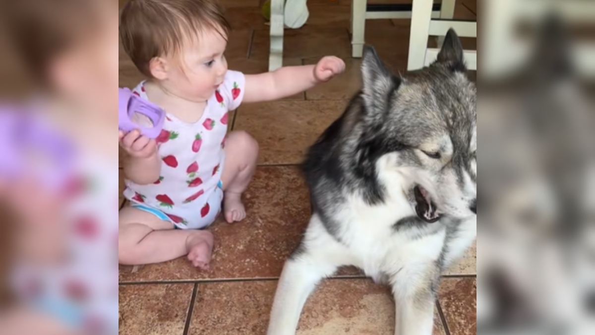 "My Daughter Went To Pet Our Dog & This Happened" – InspireMore