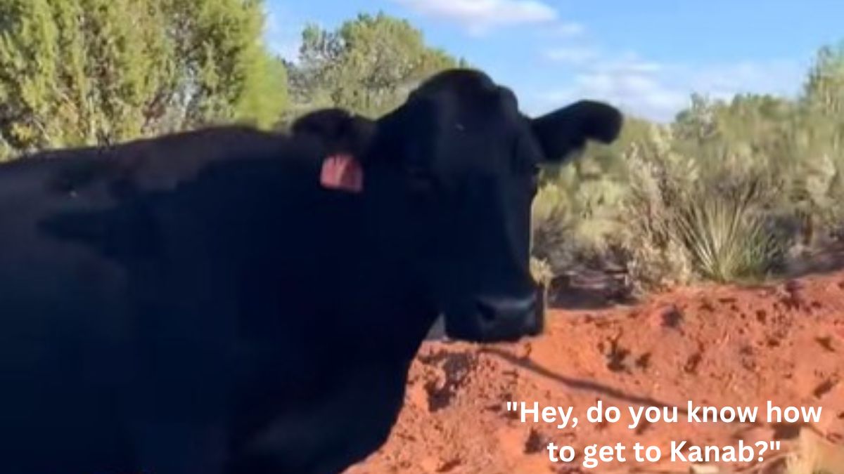 Man Asks Cow For Directions & Gets Perfectly Timed Response – InspireMore
