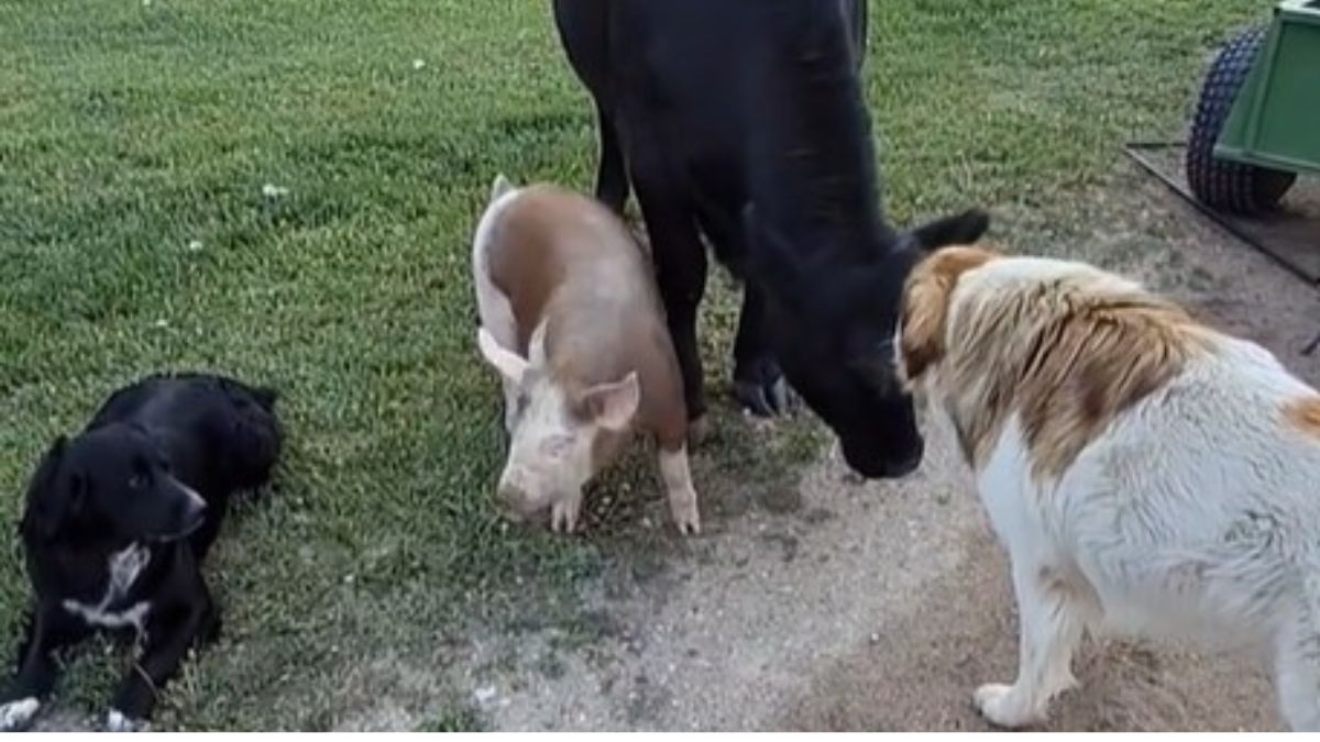 "I'm Officially Convinced My Cow Thinks My Dog Is Her Baby" – InspireMore