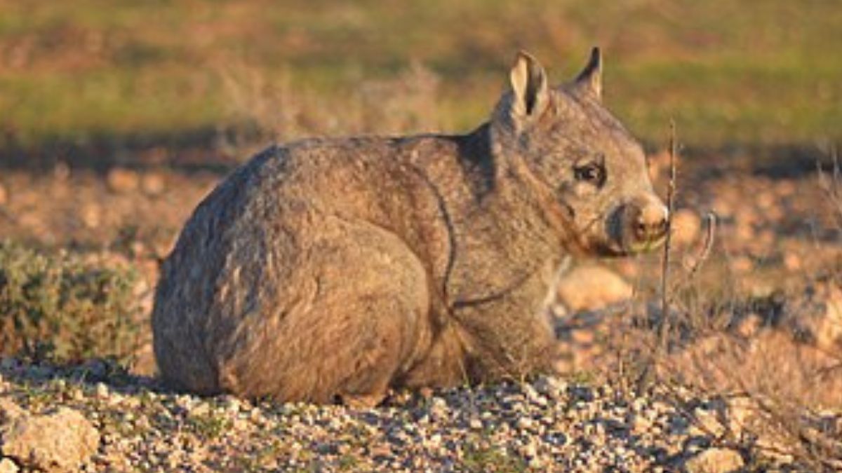 You Have Seen A Wombat Before, But Never How Big They Are! – InspireMore