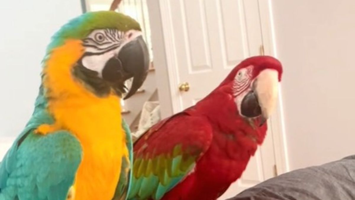 Parrot Learns How To Communicate When He Has To Go "Potty" – InspireMore