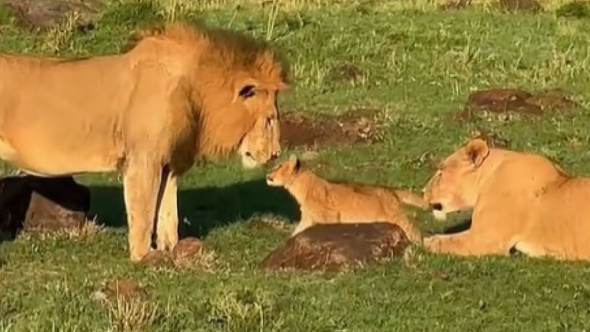 "POV: You Witnessed The Lion King In Real Life" – InspireMore