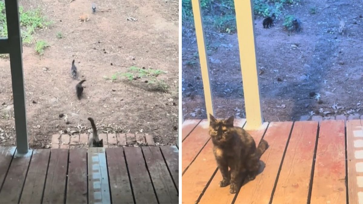 A Stray Cat That You've Been Feeding Brings You A Surprise – InspireMore