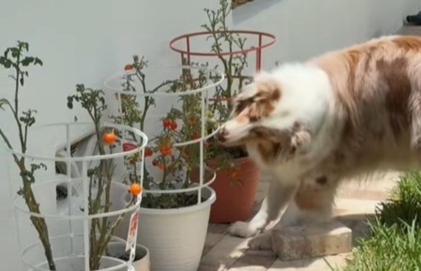 Gardener Discovers Sneaky Thief Stealing Tomatoes! – InspireMore