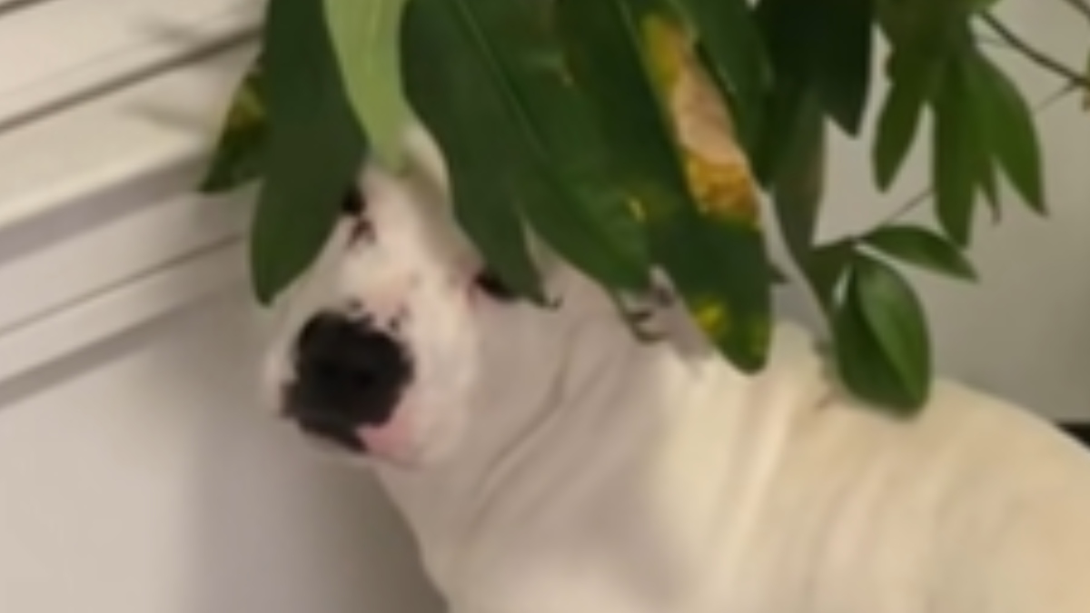 Foster Dog Mom Questions Her Cute Foster Pittie's Silly Behavior ...