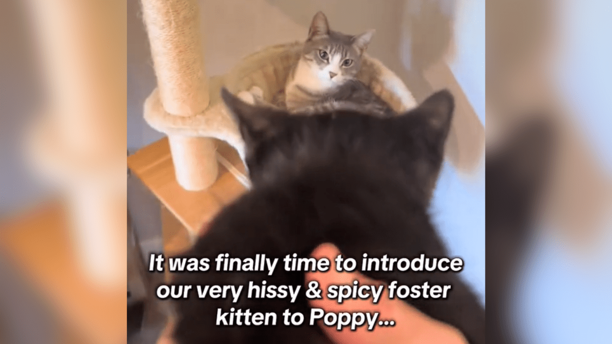 "Hissy & Spicy" Foster Kitten Meets Family Cat & Magic Begins – InspireMore