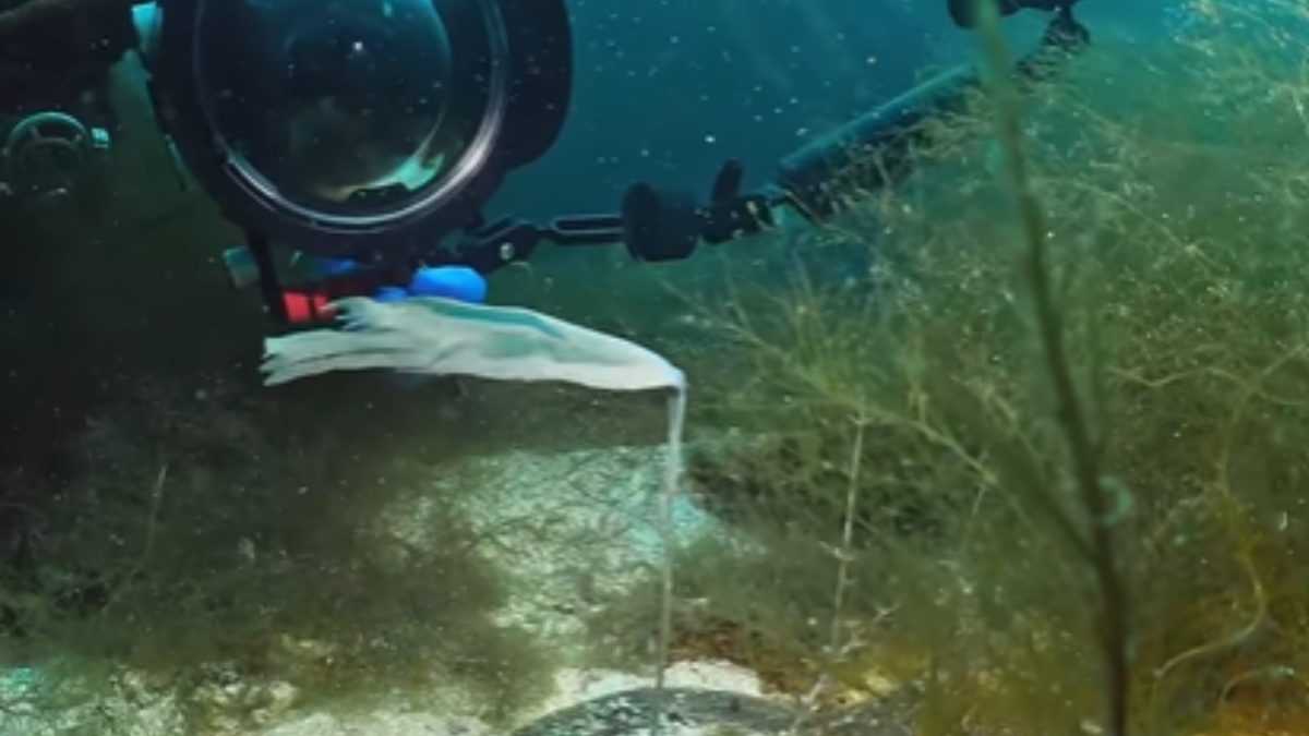 Diver Stumbles Across Bizarre Creature On The Seafloor – InspireMore